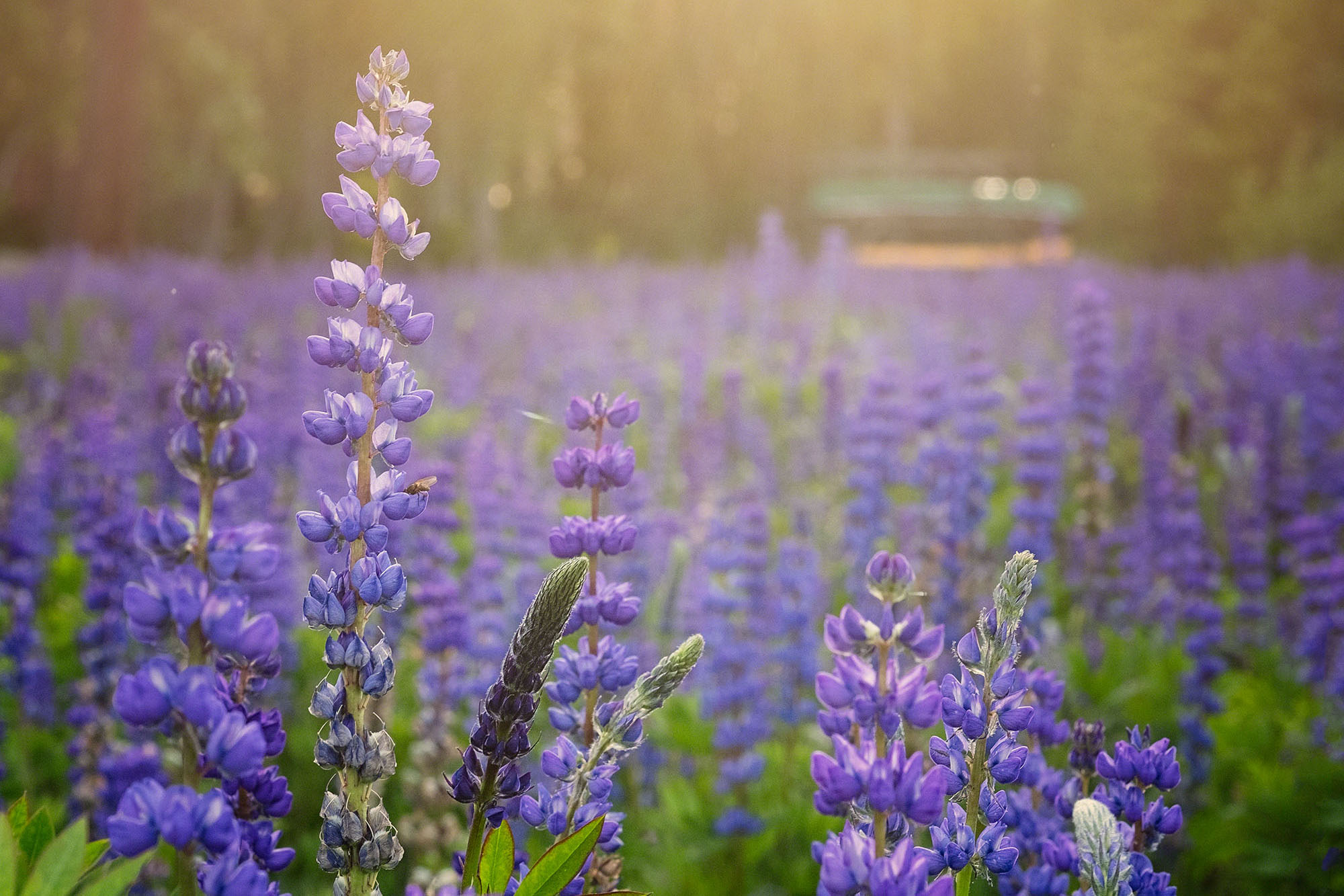 Karen Hutton | Fine Art Photographer Author Speaker Voice Artist