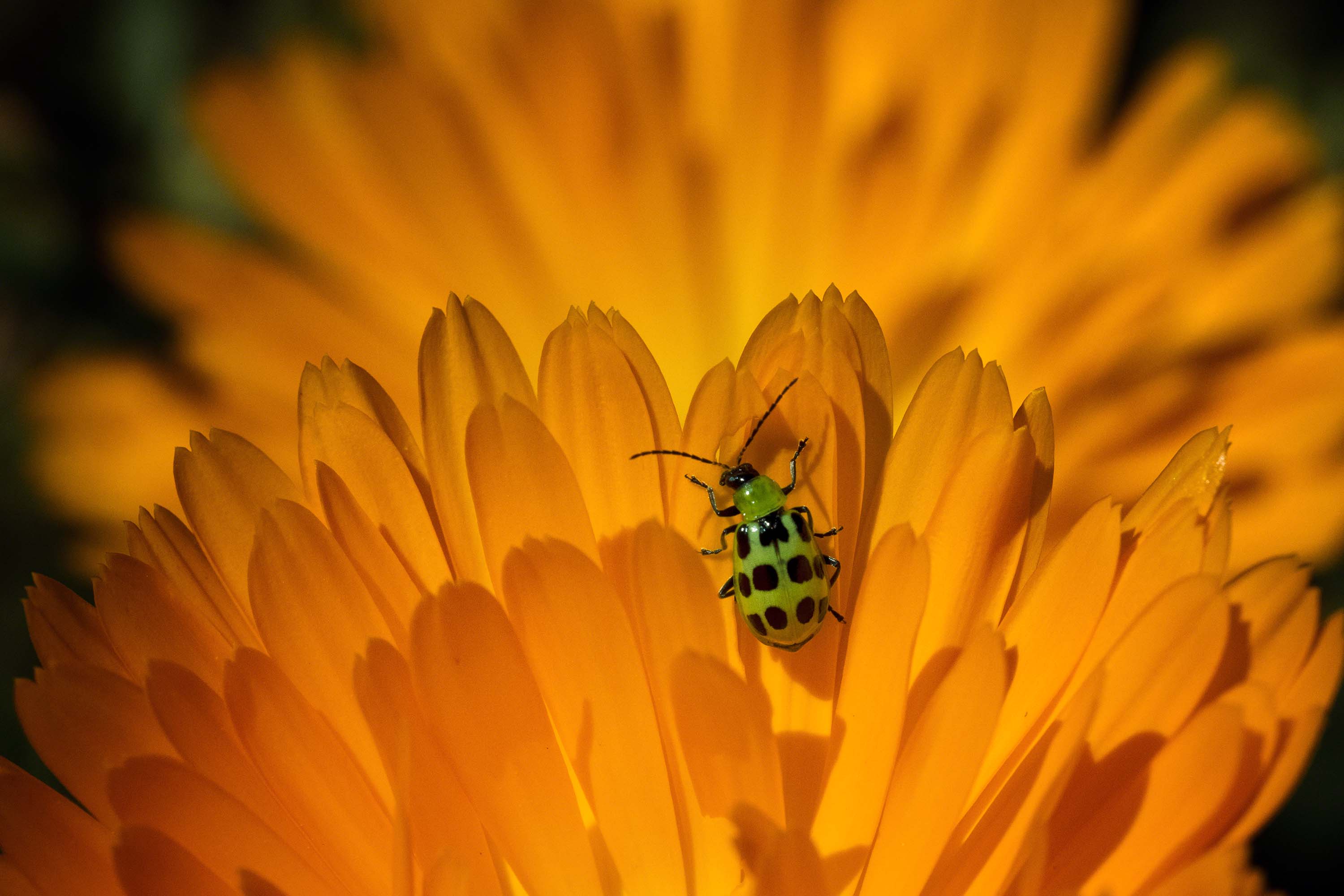 Karen Hutton | Photographer Author Speaker Voice