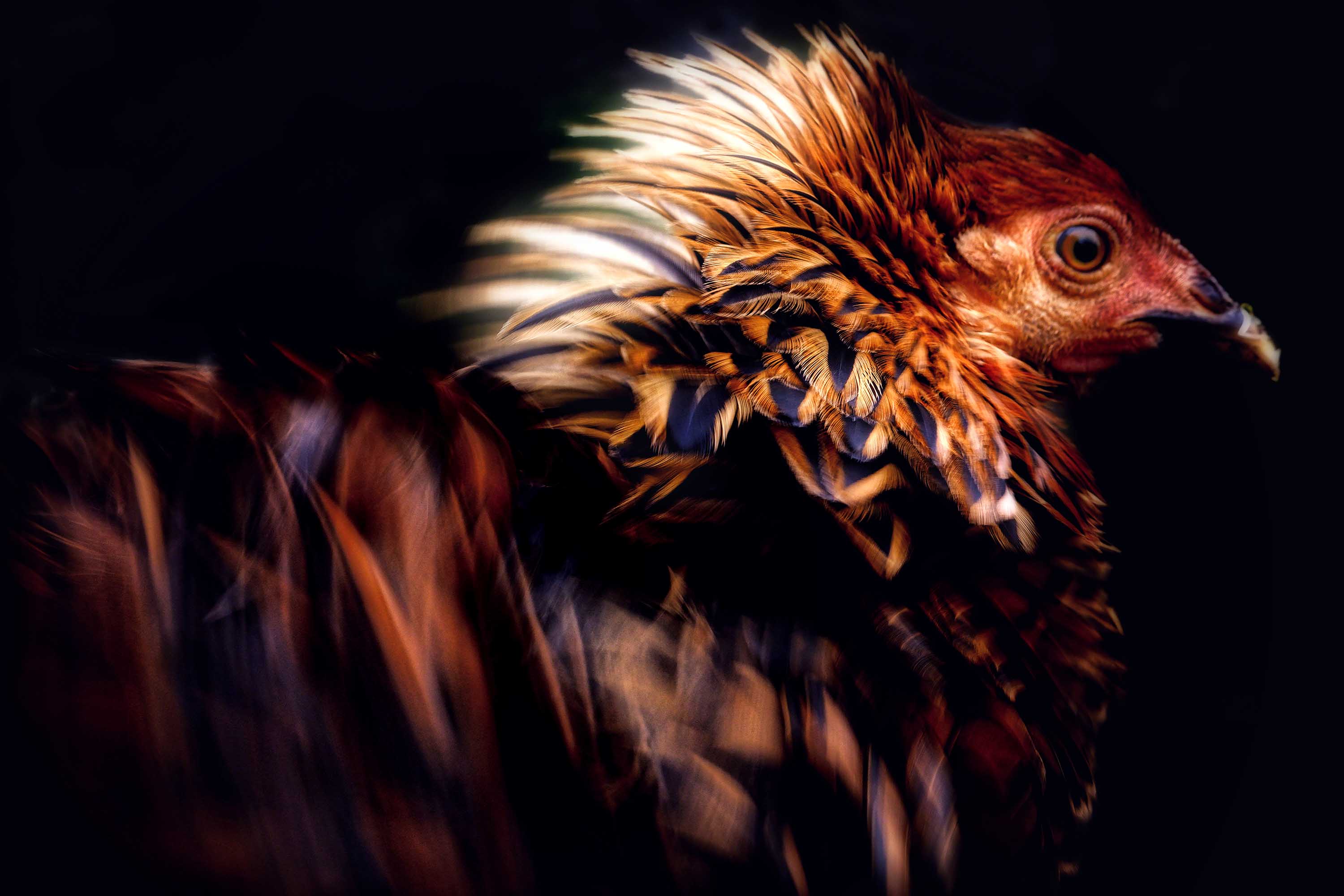 Karen Hutton | Photographer Author Speaker Voice